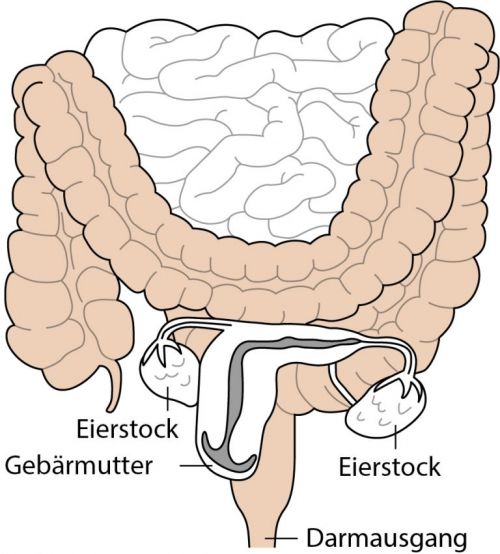 Darm - Jutta Poschet, Ernährungs Nährstoffexpertin